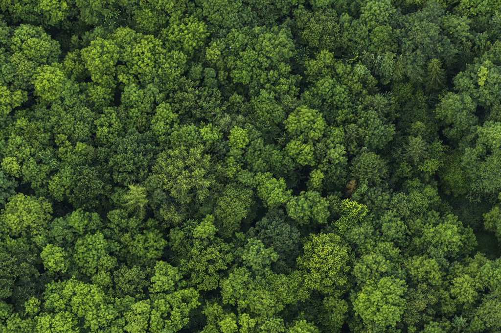 The Woodland Trust and Brecon Beacons Food Festival - Welsh Country