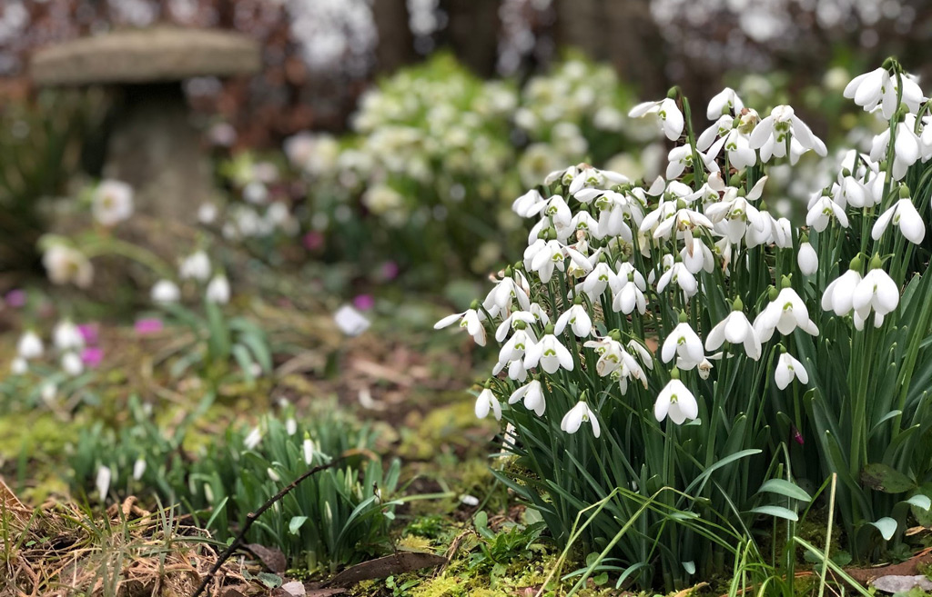 2021 Snowdrop Festival Celebrates First Signs of Spring - Welsh Country