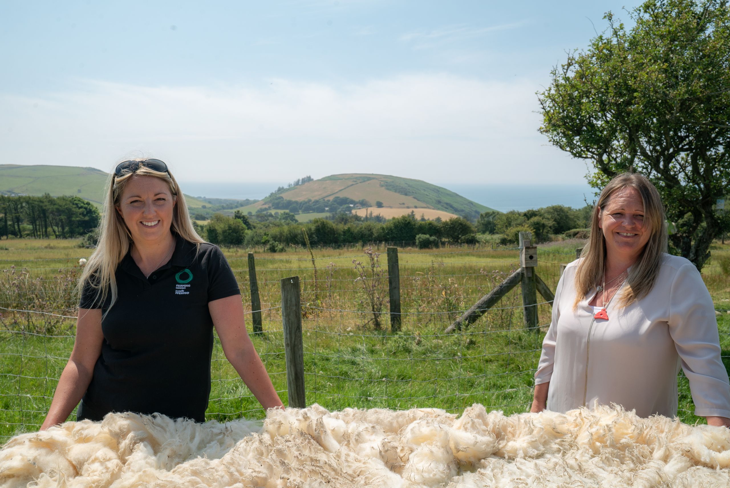 Dual Purpose Sheep? Wool and Meat | Welsh Country