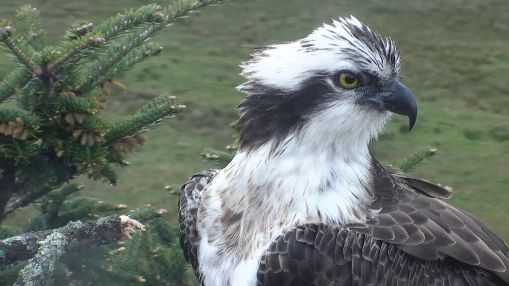 The Ospreys of Glaslyn Valley | Welsh Country