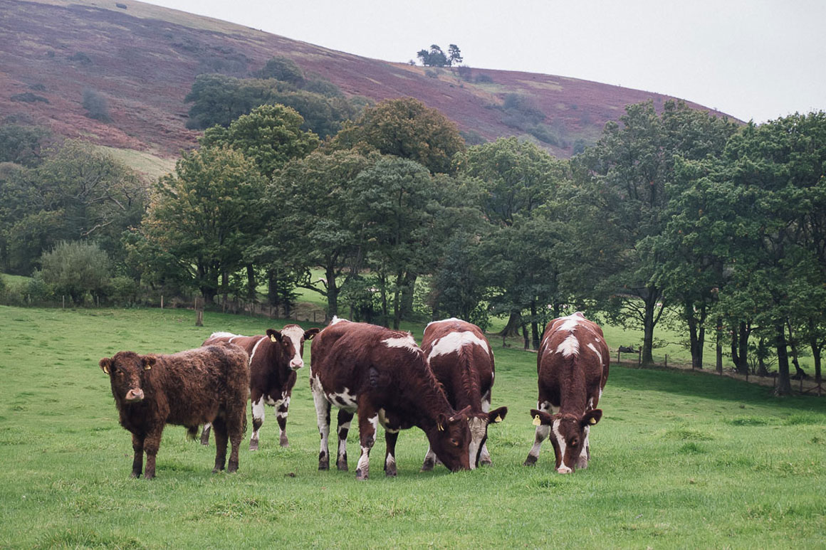 Significant Boost in Resilience for Farms | Welsh Country