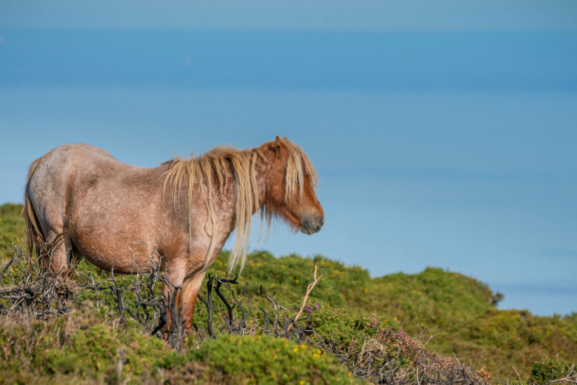 TV Farmer Plea for New Homes for North Wales’ Carneddau Ponies | Welsh ...