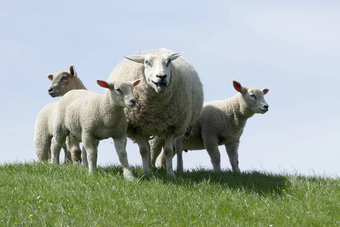 British Wool Announces New Ambassadors | Welsh Country