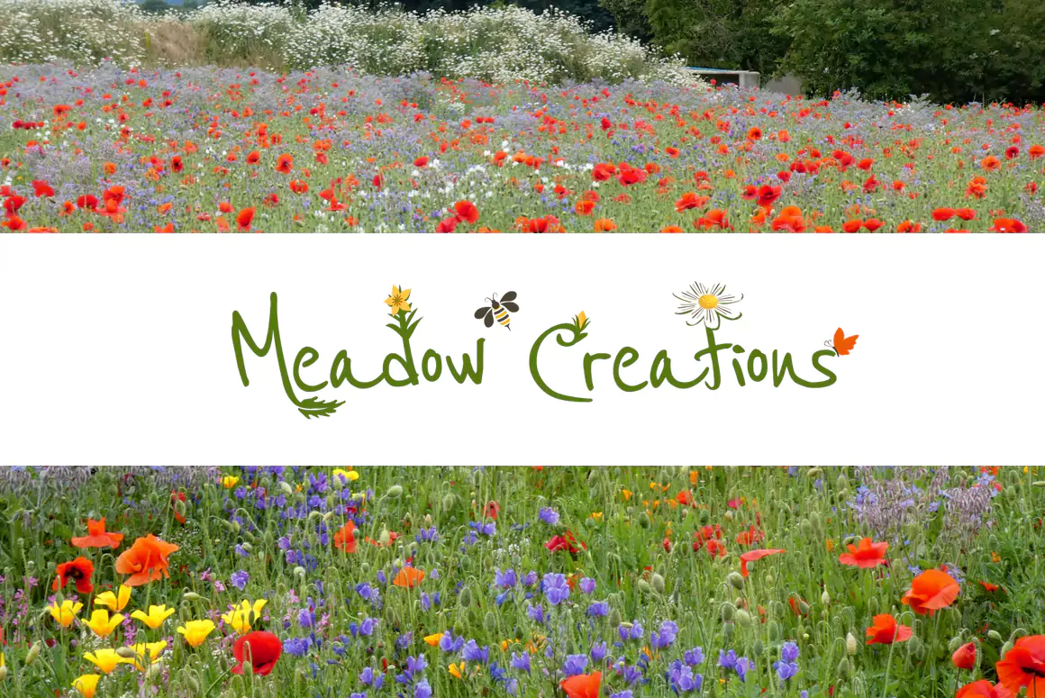Creating Wildflower Spaces with Meadow Creations | Welsh Country