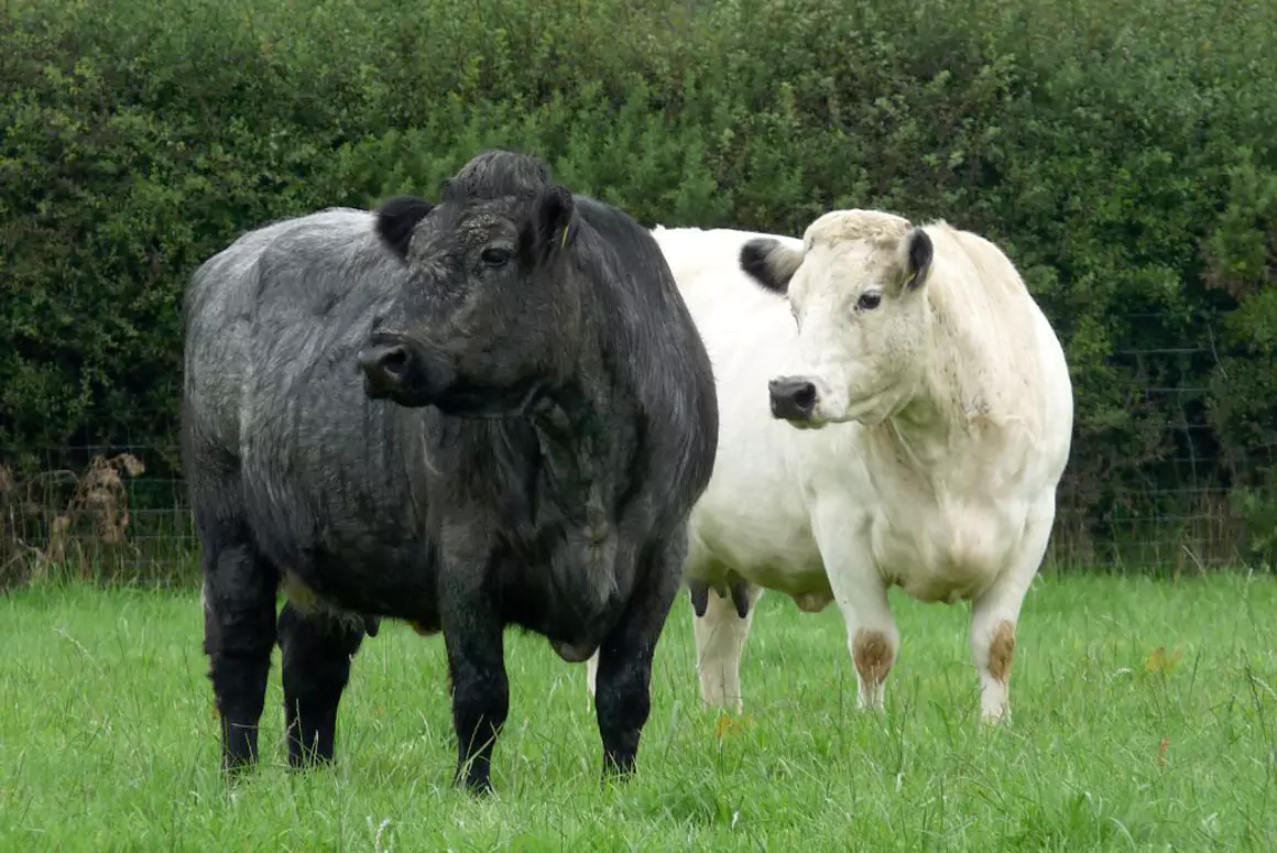 Ancient Cattle of Wales Recognised as Priority Rare Breed | Welsh Country